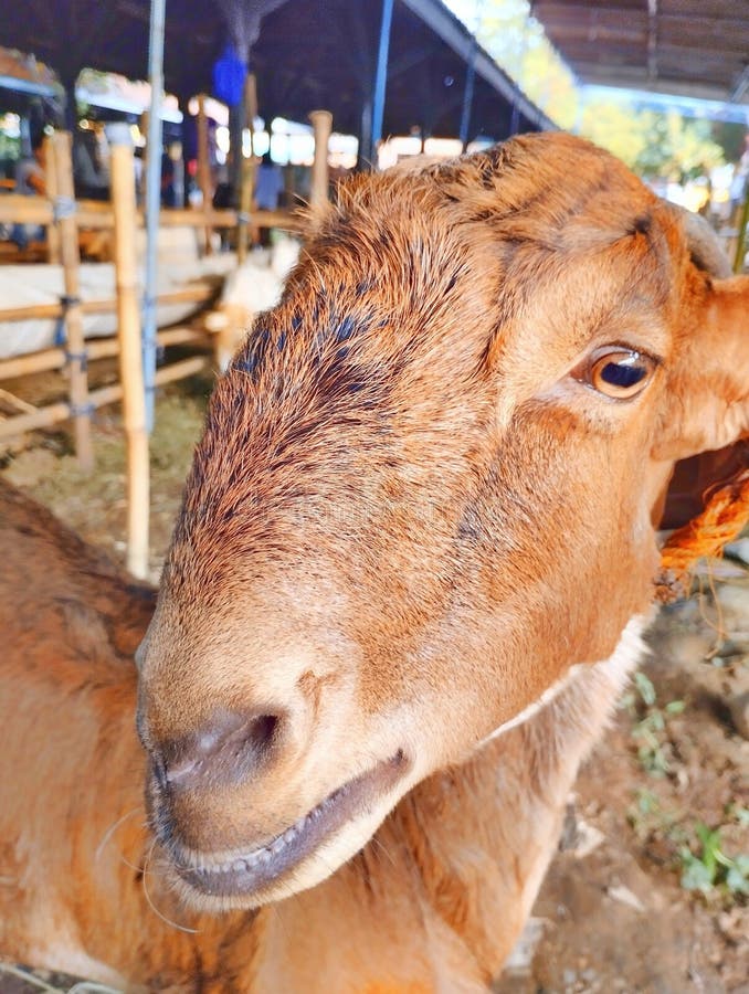 Goat face smiling close up stock photo. Image of face - 383788268