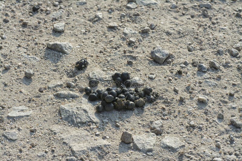 Goat Feces Stock Photos - Free & Royalty-Free Stock Photos from Dreamstime