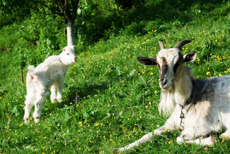 Goat family stock photo. Image of baby, animal, countryside - 19832678