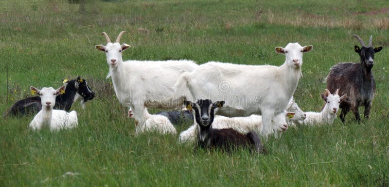 Goat family stock image. Image of goat, spring, green - 65320459