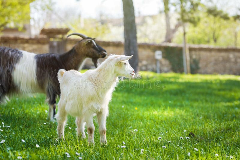 Goat Family on a Pasture in a Green Meadow Stock Photo - Image of ...