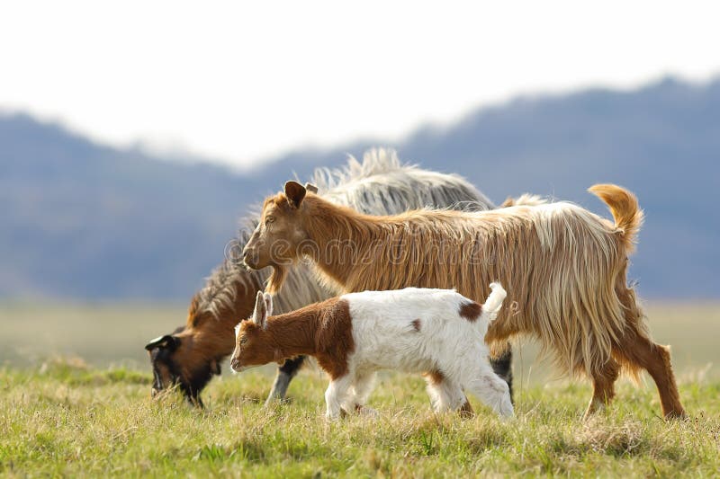 Goat Family Walking on Meadow Stock Image - Image of country, group ...