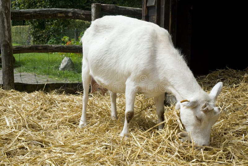 Goat on the farm stock photo. Image of cage, farm, corral - 3011540