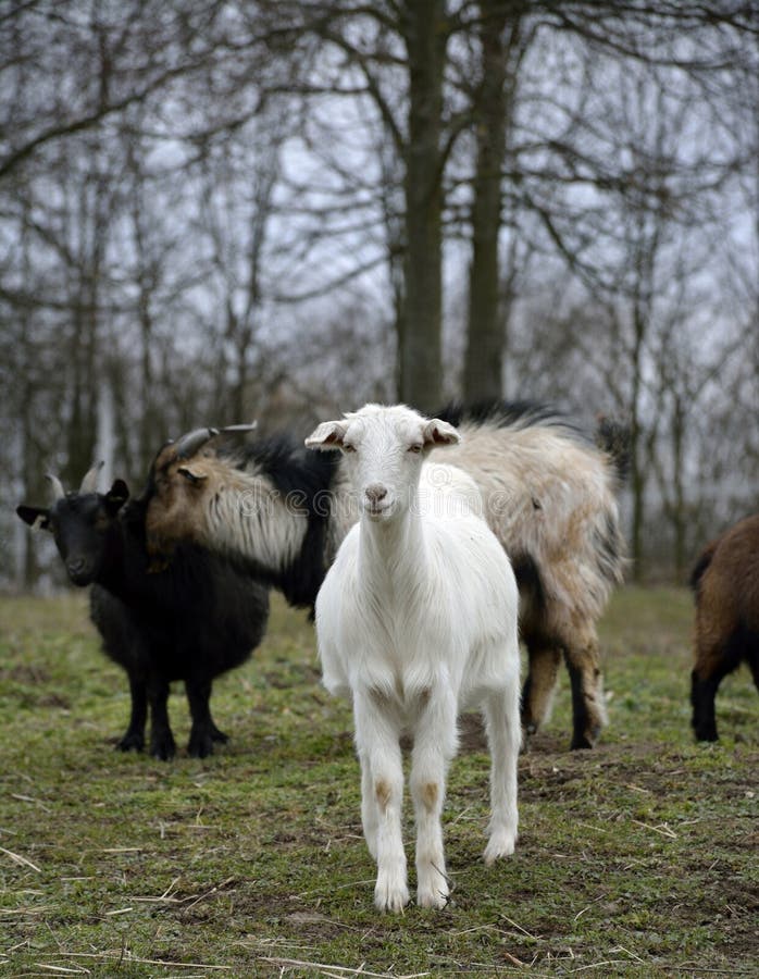Goat kid stock photo. Image of nature, animal, mammal - 18927036