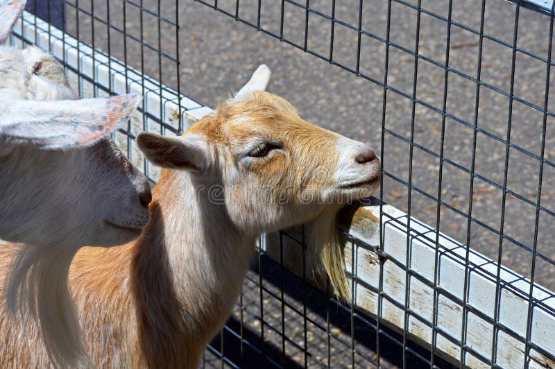 Goat stock photo. Image of face, area, details, attraction - 71204602