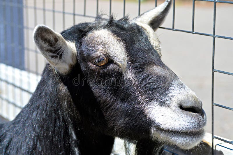 Goat stock photo. Image of ground, life, attraction, details - 71224854