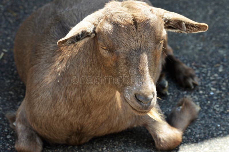 Goat stock image. Image of calm, happy, curious, nature - 75768303