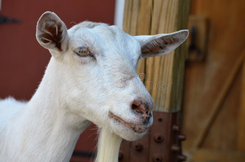 Goat stock photo. Image of calm, color, smile, barnyard - 75768630