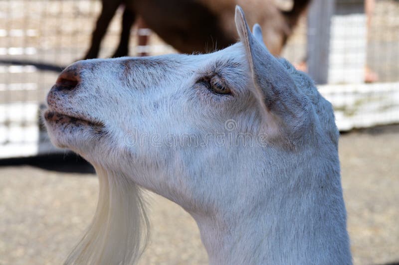 149 Personality Goat Stock Photos - Free & Royalty-Free Stock Photos ...
