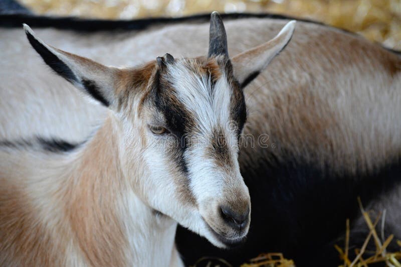 Goat stock image. Image of attraction, life, looking - 81351643
