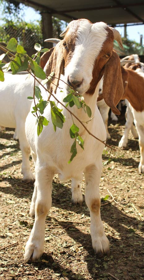 Goat farm animal stock image. Image of goatlife, goat - 107991331