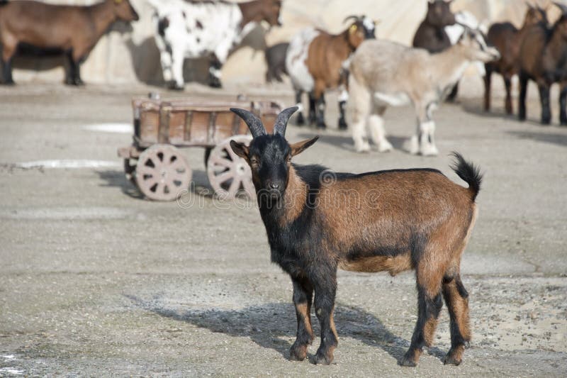 Goat at the farm stock image. Image of colour, cart, male - 42794007