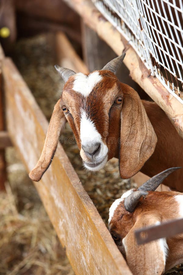Goat in farm stock photo. Image of food, nature, close - 33497830