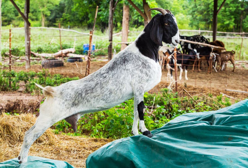 Goat in farm stock photo. Image of brachiaria, industry - 33498104