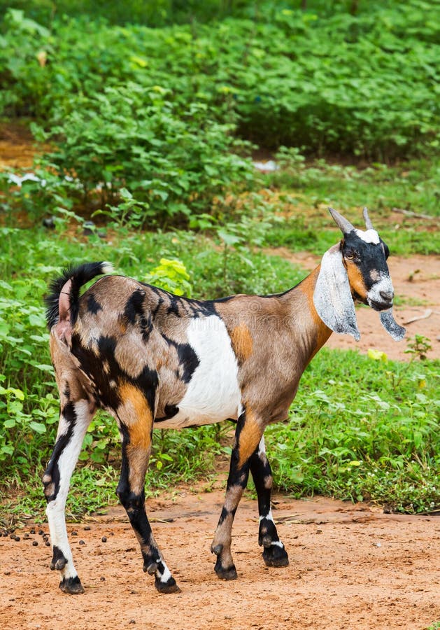 Goat in farm stock image. Image of food, livestock, agriculture - 33498343