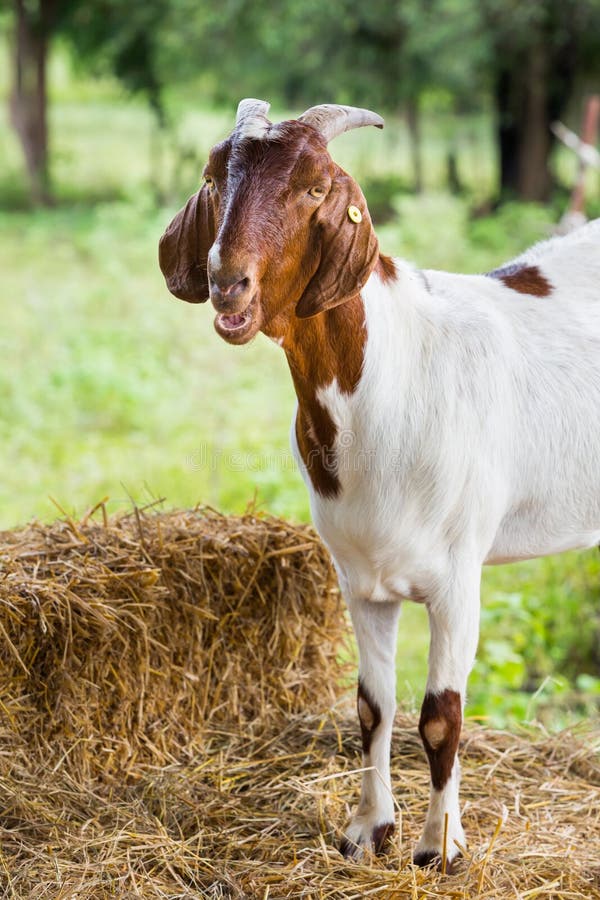 Goat in farm stock photo. Image of livestock, animal - 33498414