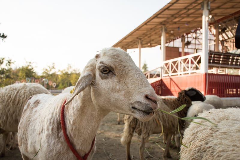 Goat in the farm stock image. Image of goats, goat, summer - 65426057