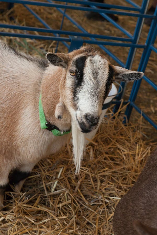 Goat at Farm Fair stock photo. Image of rural, furry - 99943024