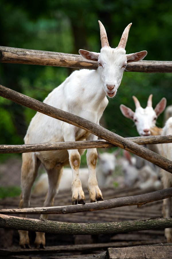 Goat on a farm stock image. Image of goat, farm, outdoor - 123104615