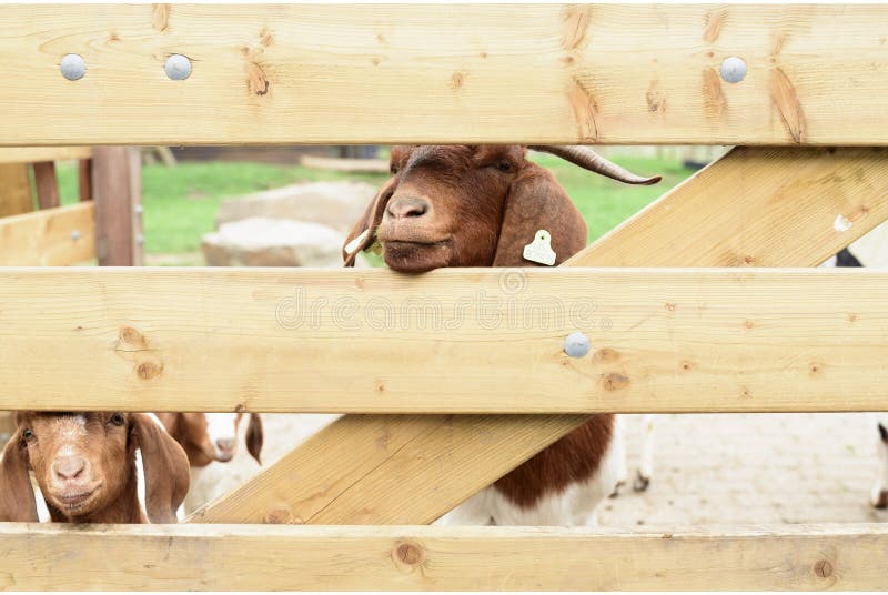 Goat in Farm. Ranch. Village Stock Photo - Image of caring, care: 146702818