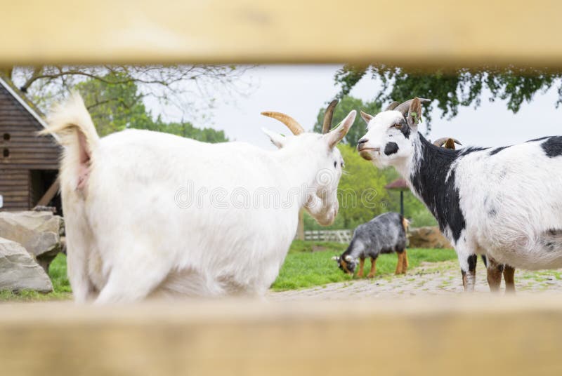 Goat in Farm. Ranch. Village Stock Image - Image of calve, petting ...