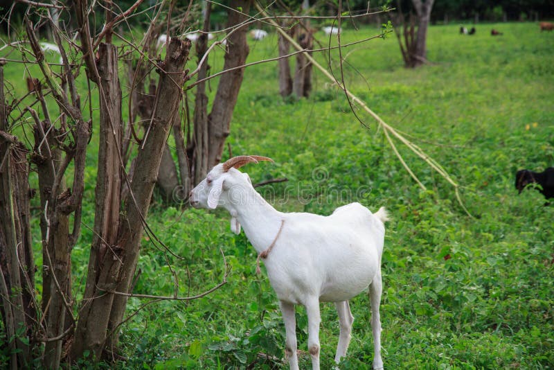 Goat farm stock image. Image of beautiful, outdoor, color - 32977861