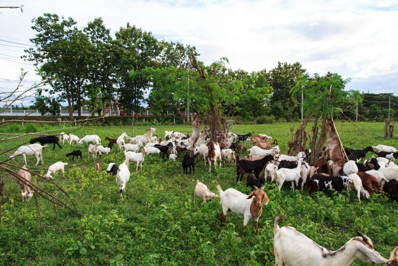 Goat farm stock photo. Image of farming, eating, rural - 32978064