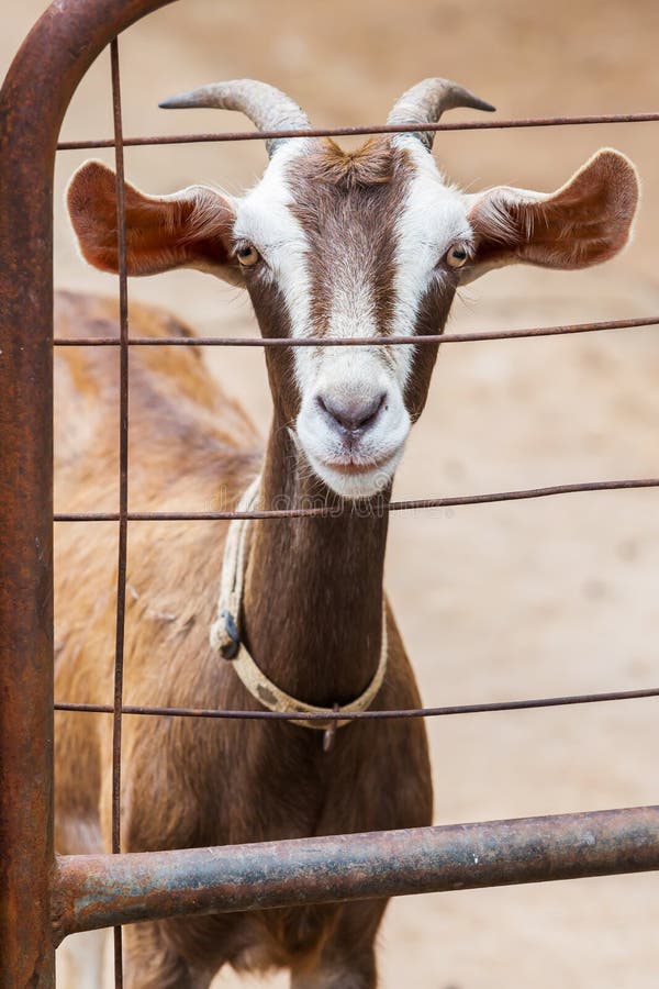 Goat in farm stock image. Image of natural, rural, texture - 33180571