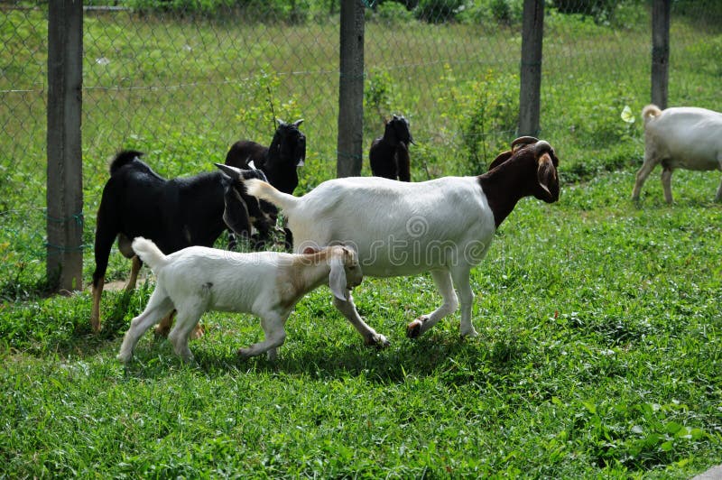 Goat Farm stock photo. Image of male, animal, environment - 33046730