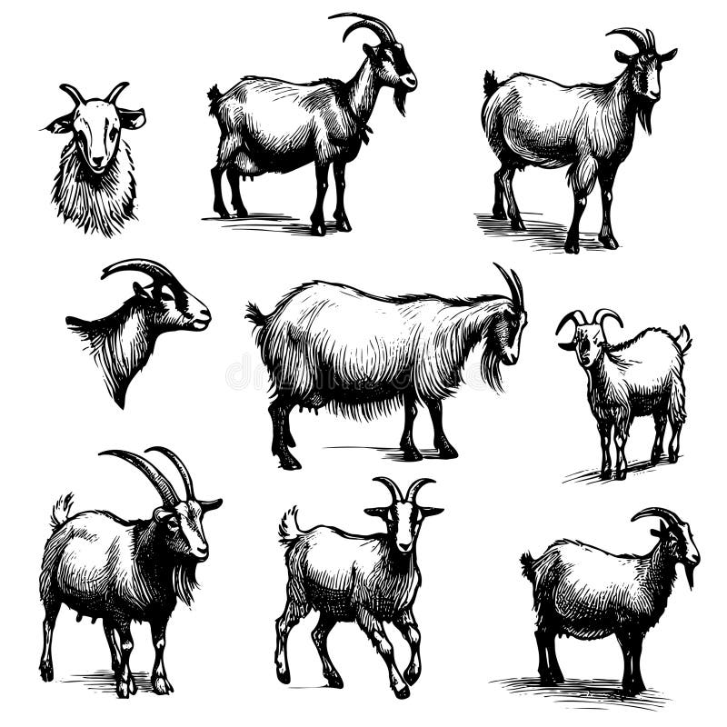 Goat Farm Hand Drawn Sketch Cattle Farm Vector Illustration Stock ...
