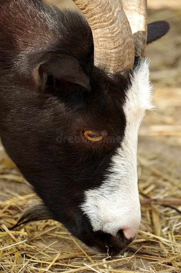Goat at a farm stock image. Image of antlers, closeup - 58511053