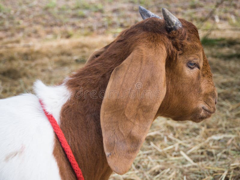 Goat in farm,head goat stock photo. Image of livestock - 87868348