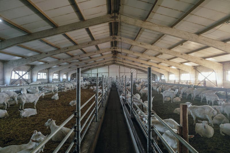 Goat Farm. Interior of a Goat House Building Stock Image - Image of ...