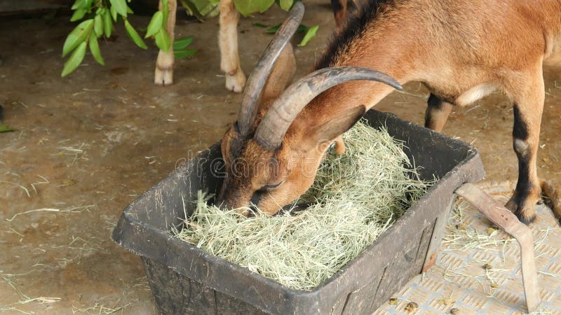 Goat in the Farm Land Eating Food Stock Footage - Video of farmland ...