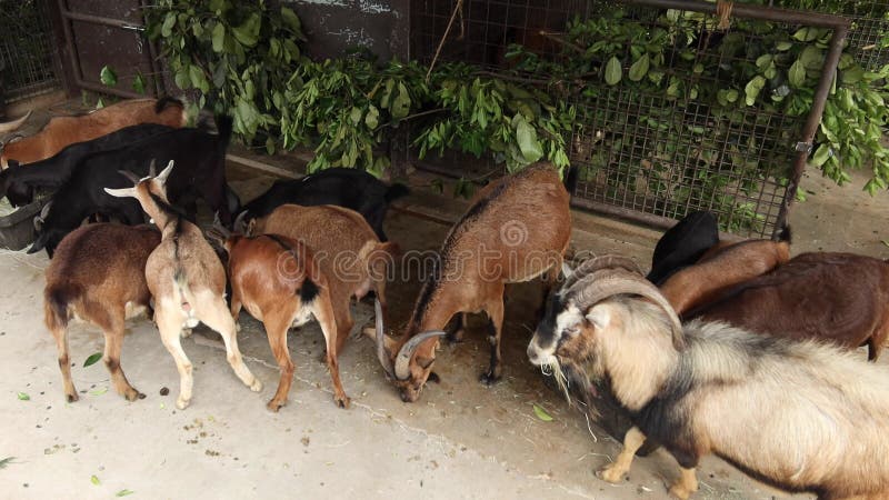 Goat in the Farm Land Eating Food Stock Video - Video of feed, domestic ...