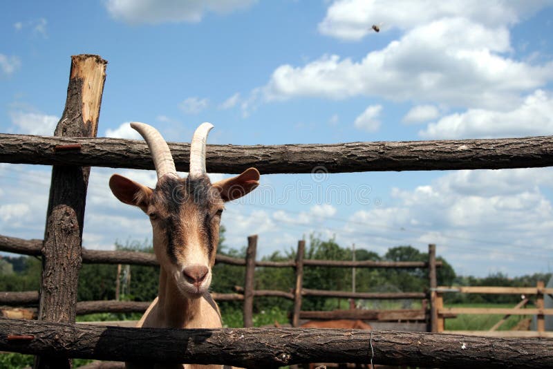 Goat on farm stock photo. Image of farm, brown, horn - 48559872