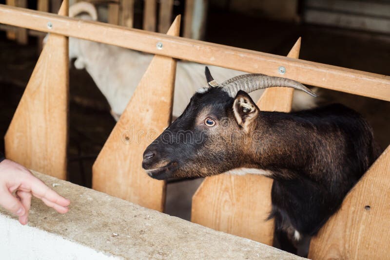 Goat at a farm stock photo. Image of hand, captivity - 83266862