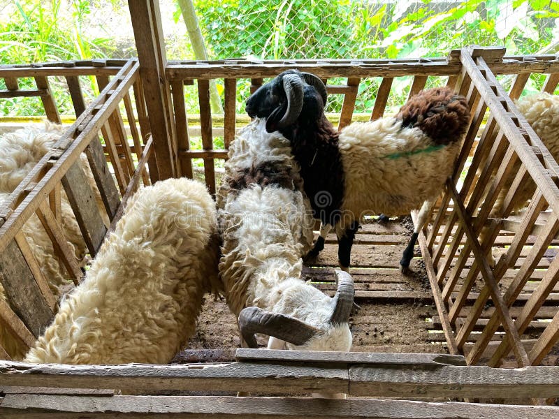 Goat Farm with Many Goat Inside Stock Photo - Image of goats, hewan ...