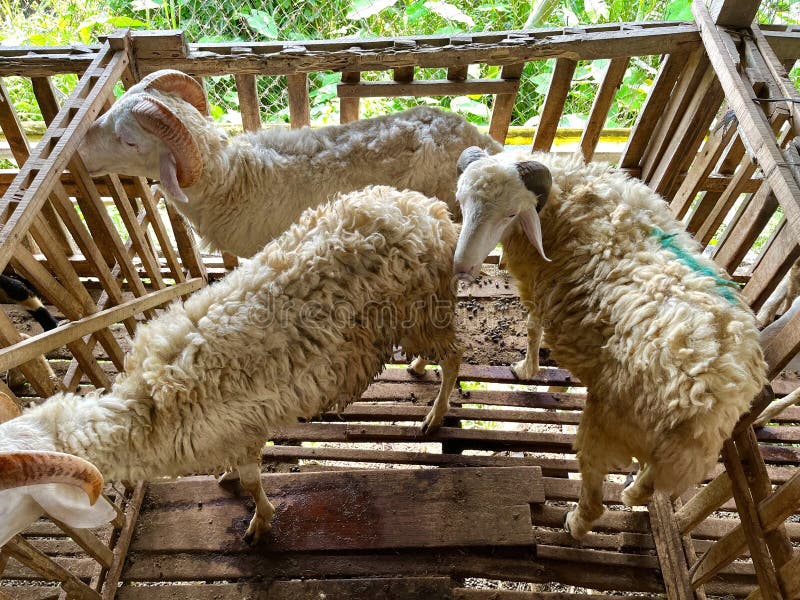 Goat Farm with Many Goat Inside Stock Photo - Image of goats, hewan ...