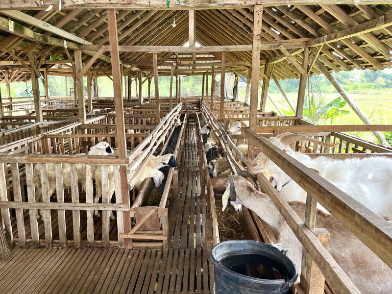 Goat Farm with Many Goat Inside Stock Photo - Image of goats, hewan ...