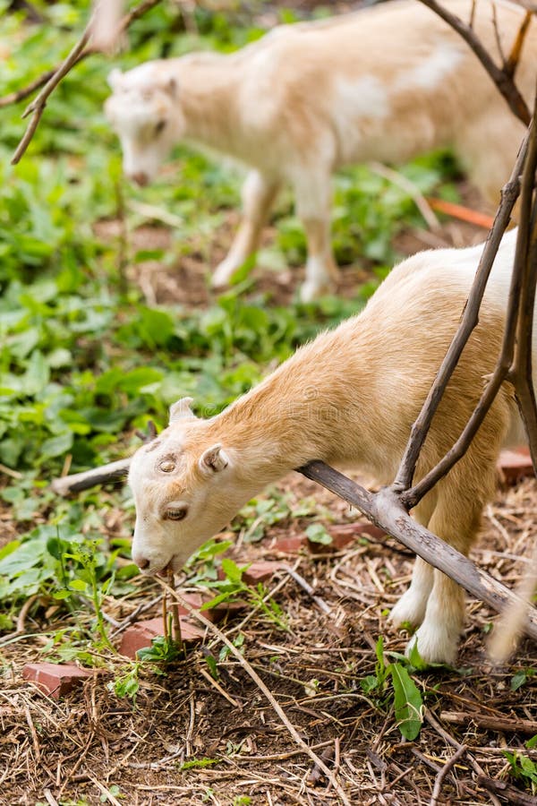Goat farm stock image. Image of springtime, goat, farm - 40821275