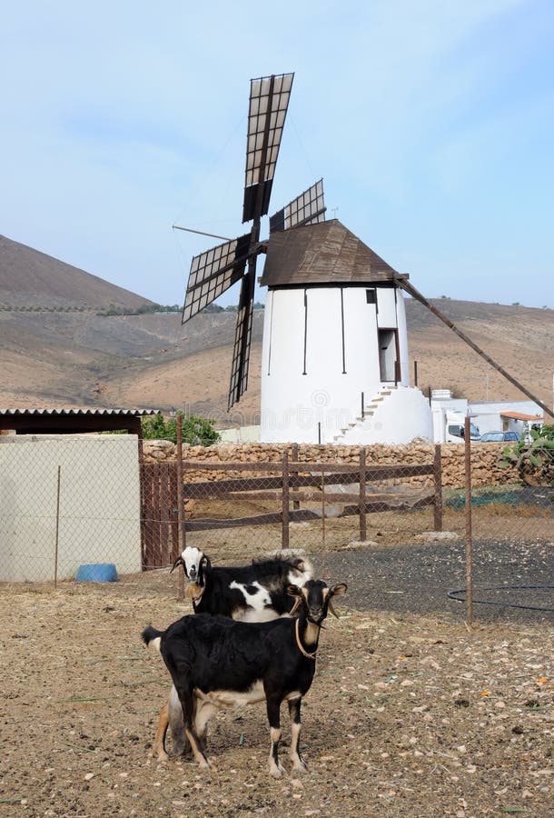 Goat Farm with Old Windmill Stock Image - Image of animals, wind: 14737609
