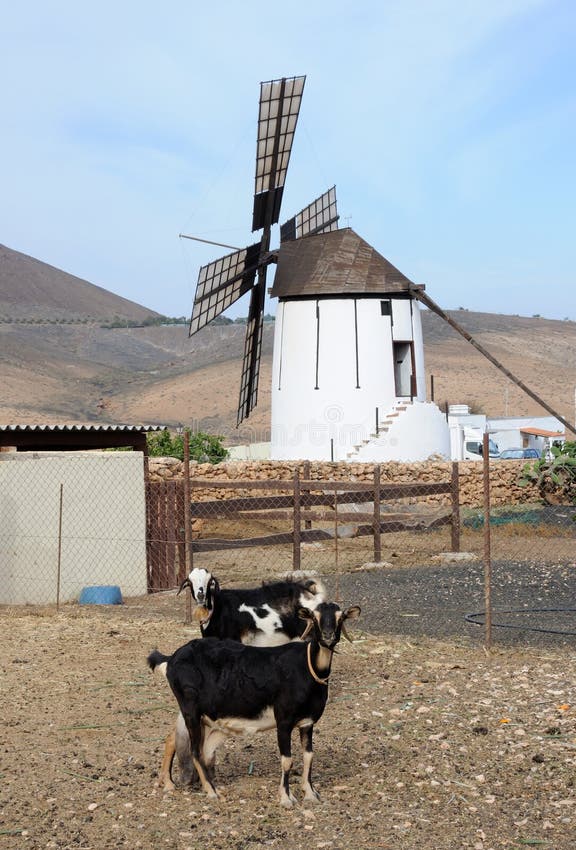Goat Farm with Old Windmill Stock Image - Image of animals, wind: 14737609