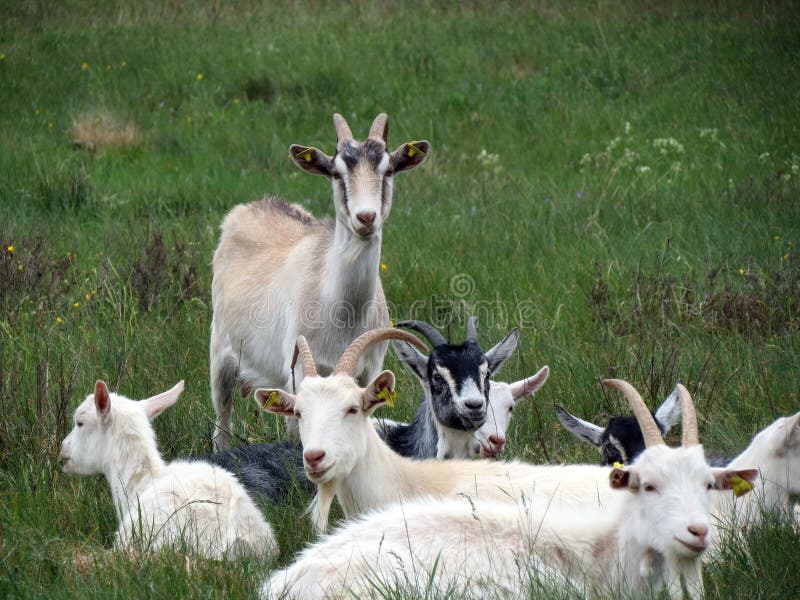 Goat farm stock photo. Image of soft, little, field, white - 41065868