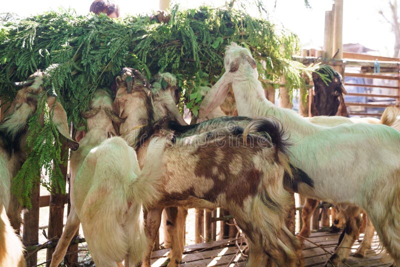 Goat in the farm stock image. Image of horn, kambing - 192059425
