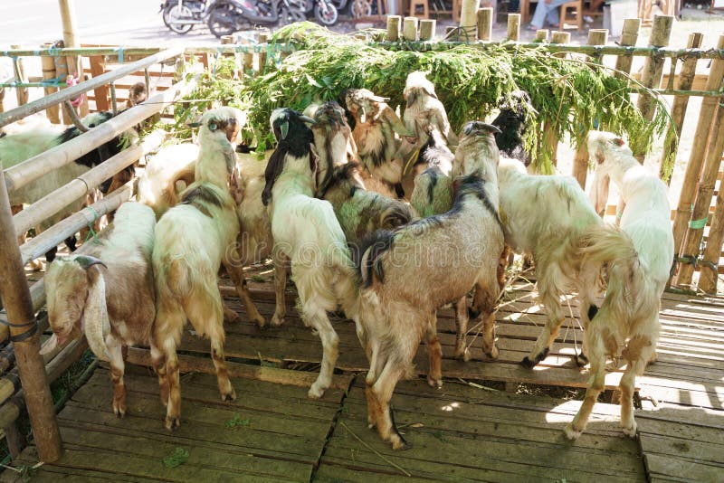Goat in the farm stock image. Image of adha, farm, cage - 192059687