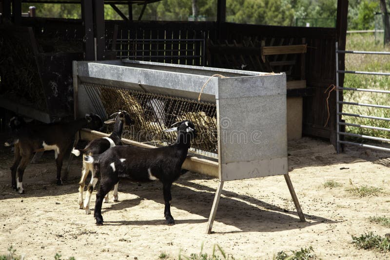 Goat in farm stock photo. Image of funny, little, animals - 150588976