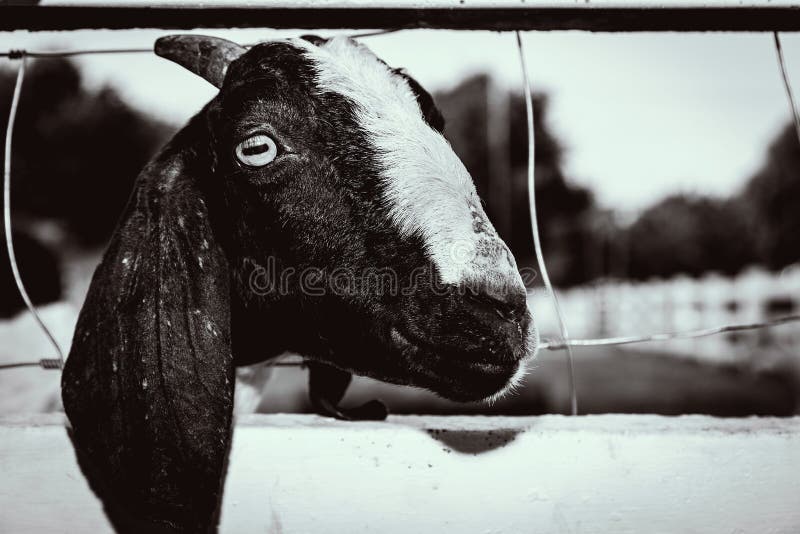 Goat stock image. Image of goat, grass, farm, meat, summer - 99263641