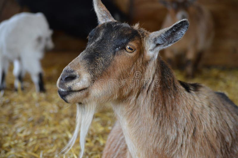 Goat stock image. Image of backdrop, attraction, detail - 91731725