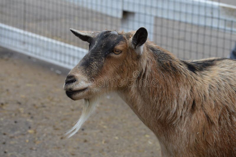 Goat stock image. Image of attraction, animal, back, detail - 91732325